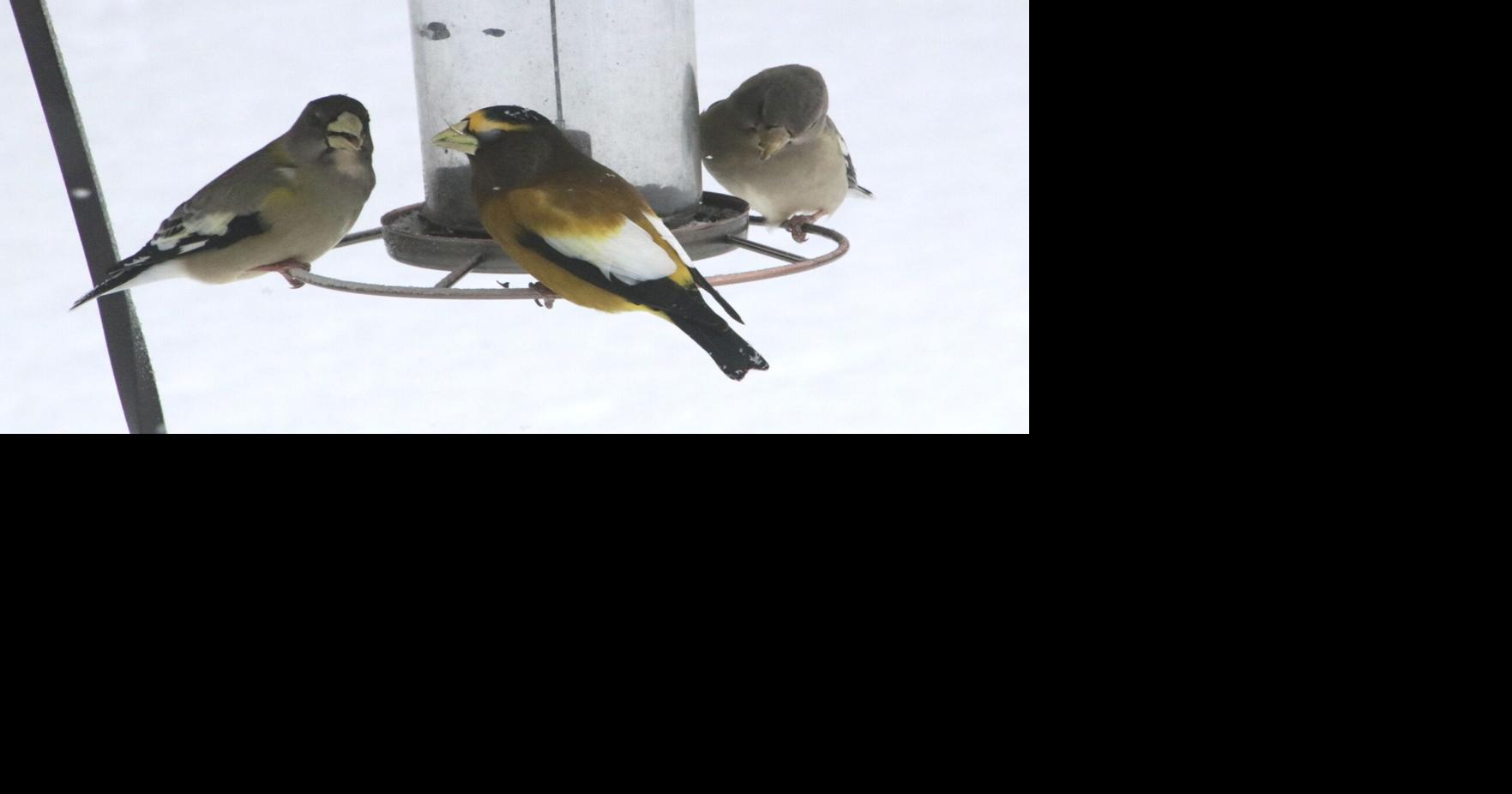 Evening Grosbeaks at a feeder | | berkshireeagle.com
