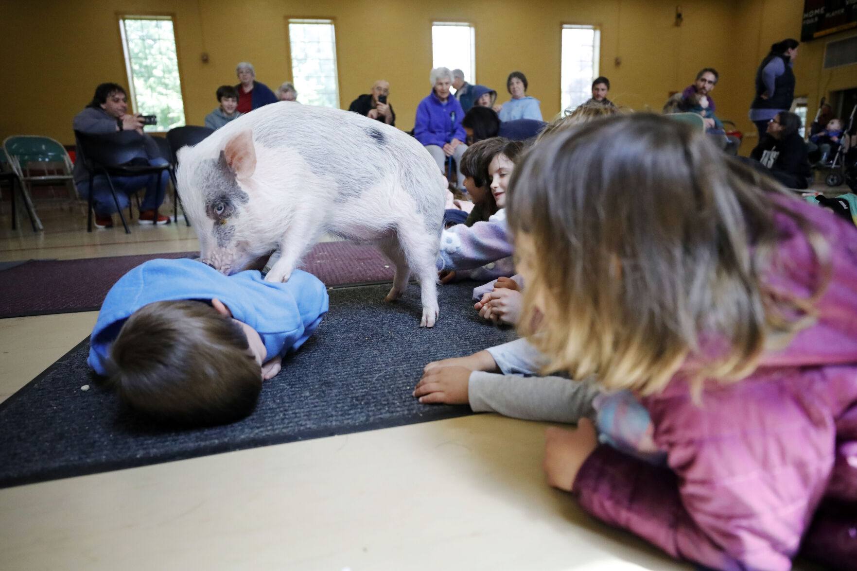 Pigs in party hats? 'Gilbert the Party Pig' leads a morning of joy at the West Stockbridge ...