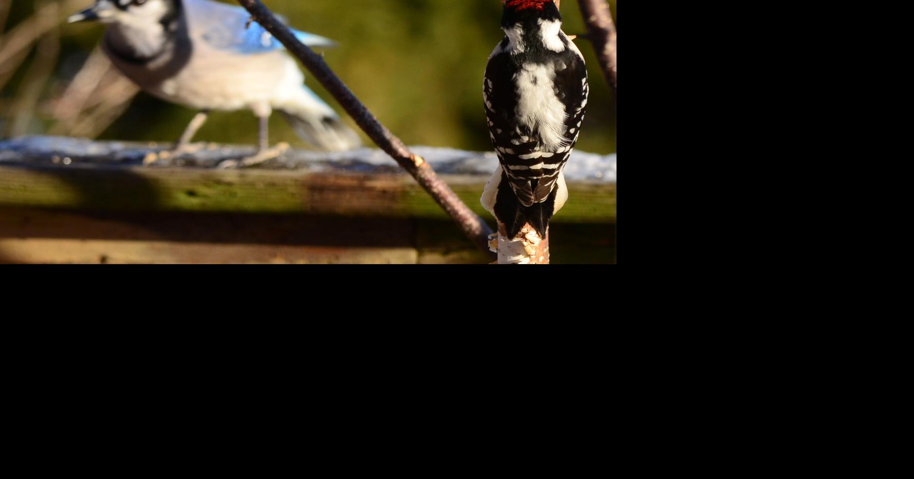 The arrival of winter brings some ‘foul-weather’ friends to the bird ...