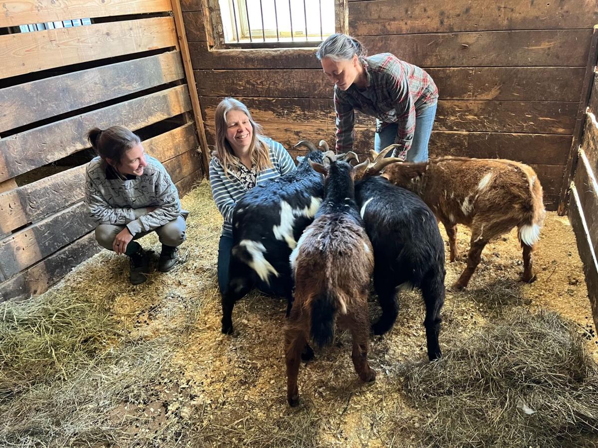 'There are goats outside.' How did this small herd of goats end up on ...