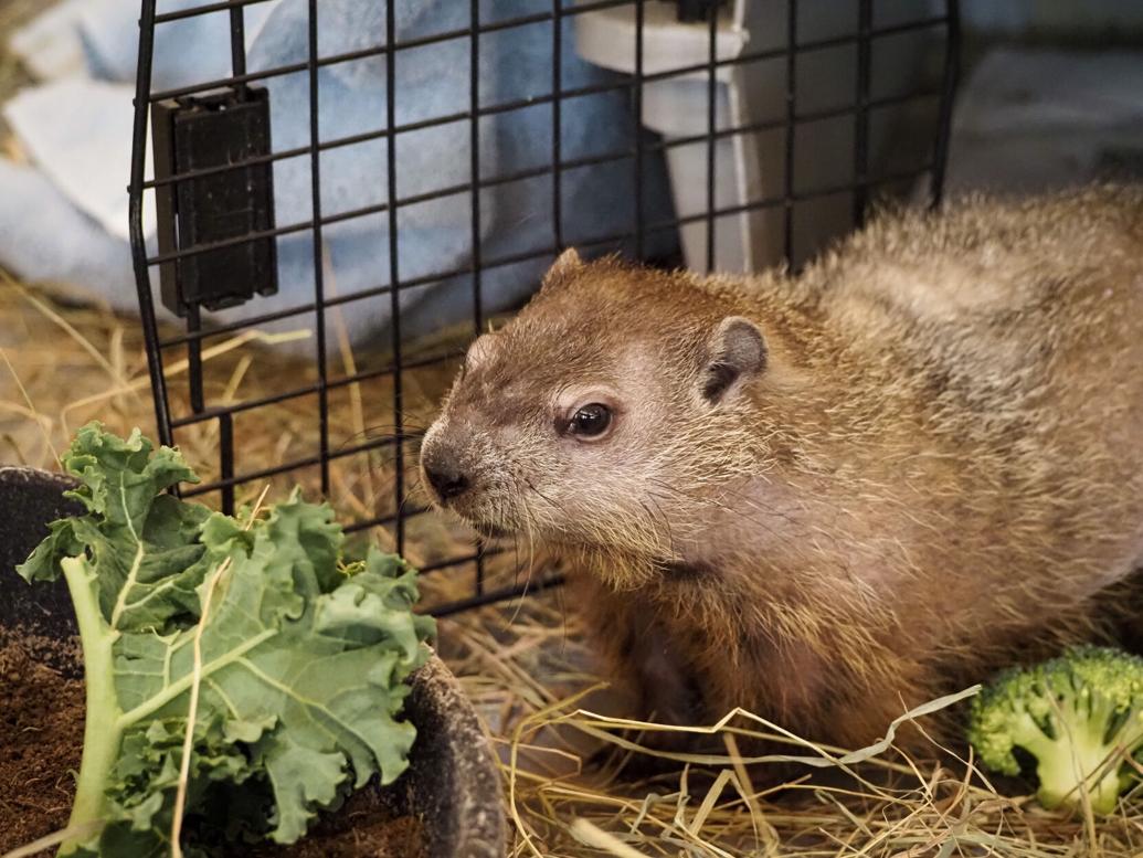 Massachusetts' official groundhog Ms. G agrees with Punxsutawney Phil ...