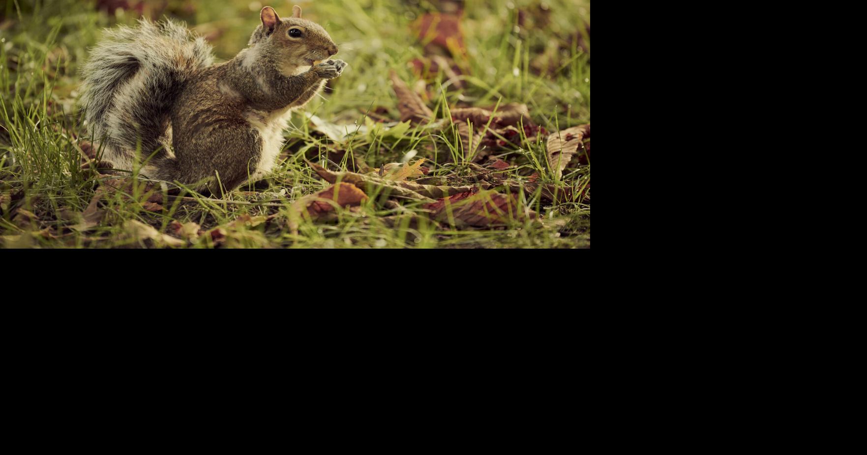 Word of the week: Caching. Are you more clever than a squirrel ...