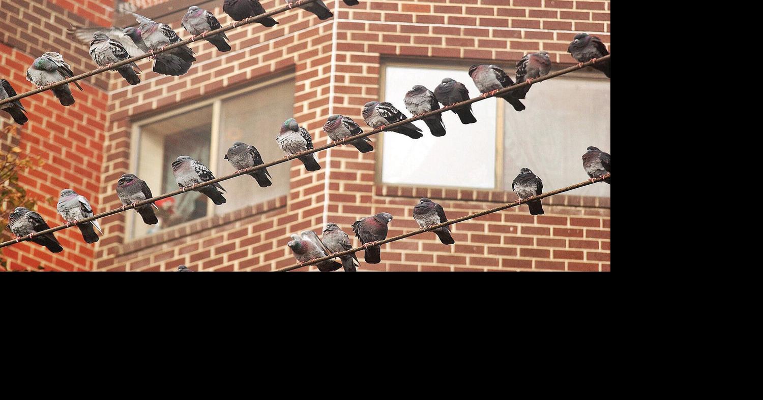 Thom Smith | NatureWatch: Where have all the pigeons gone? | Arts and ...