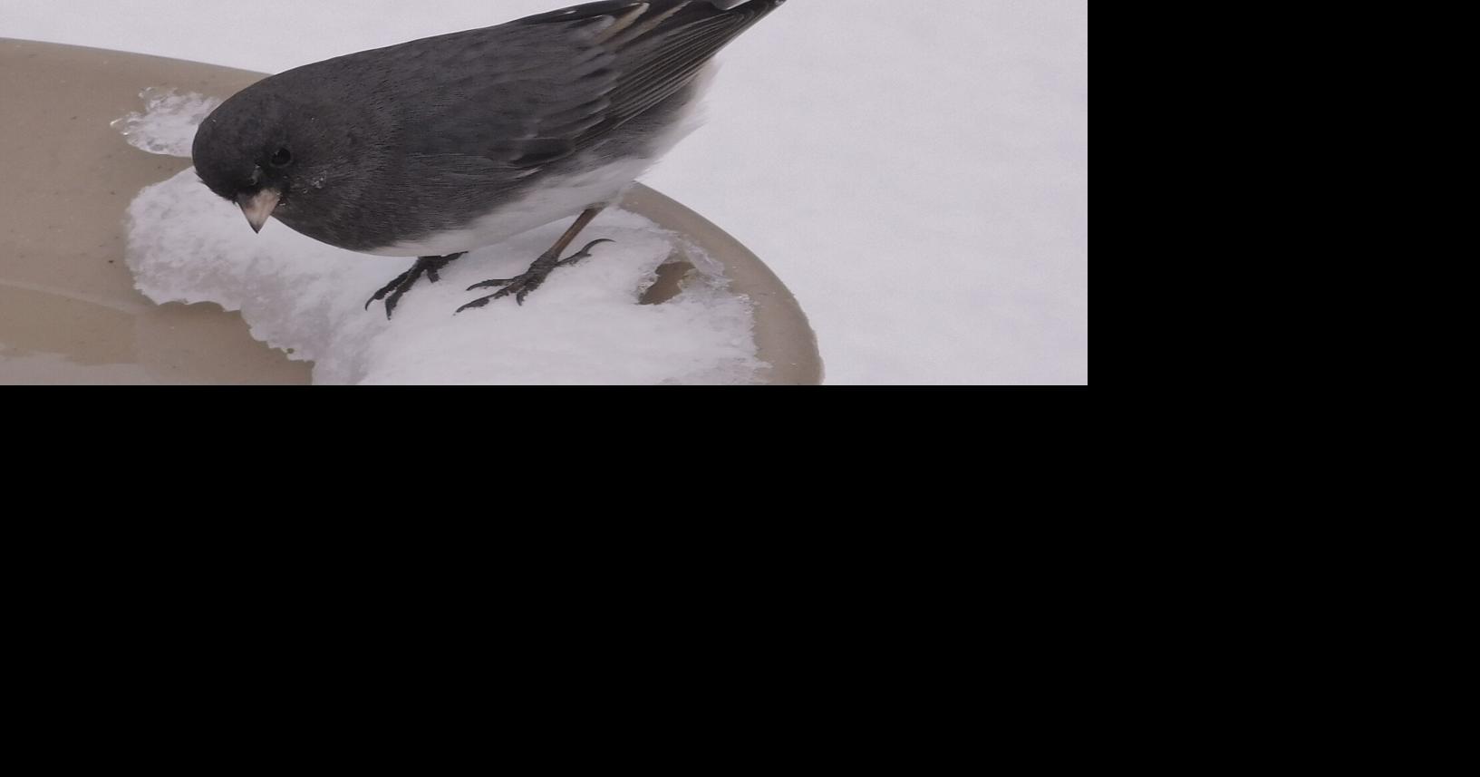 Everything you need to know about juncos in the Berkshires | Arts and ...
