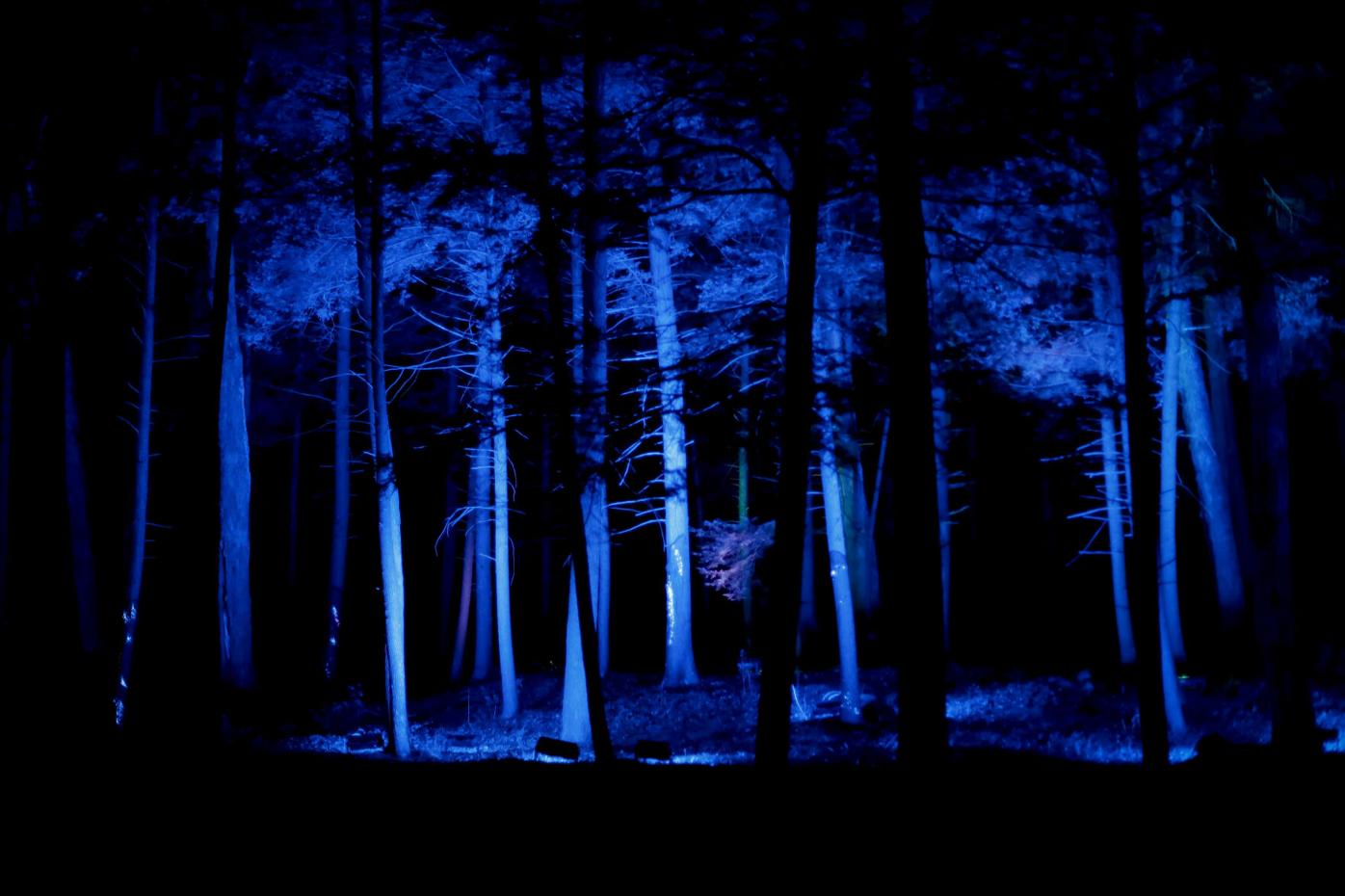 The Mount's 'NightWood' gives light, and a little mystery, to winter ...