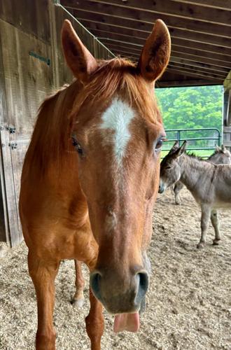 Maizie the mare sets out on a new path in Windsor | Columnists | The ...