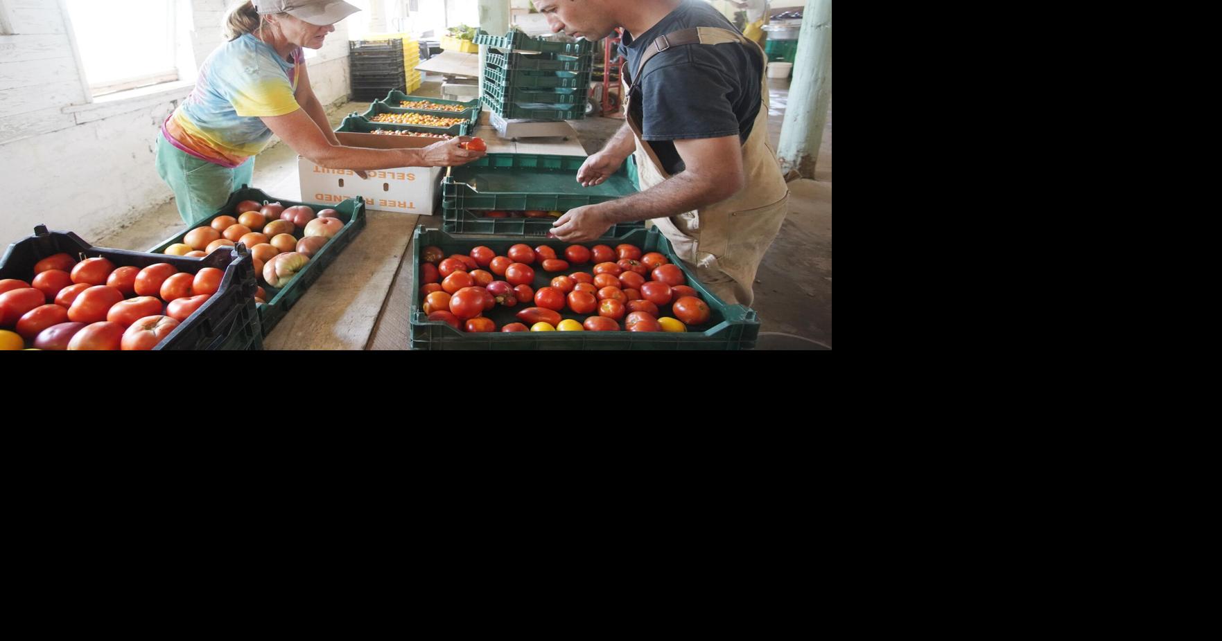 Looking back at Indian Line farm | | berkshireeagle.com