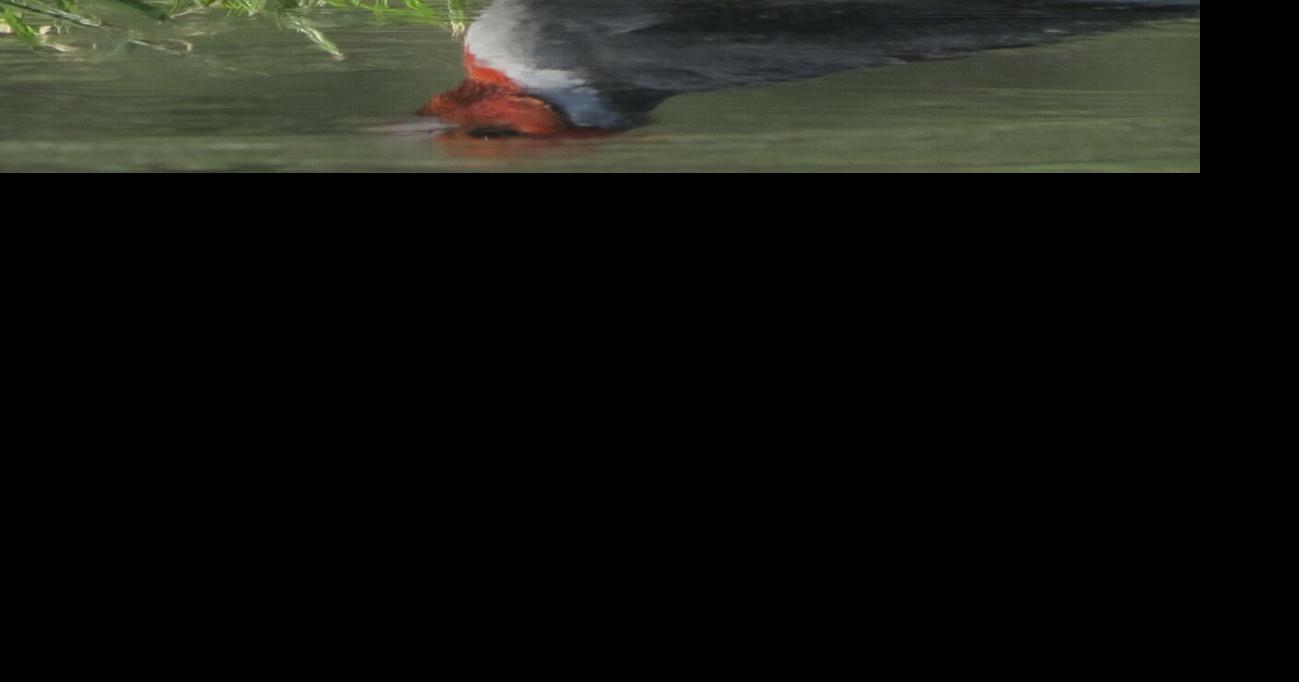 Red-crested cardinal | | berkshireeagle.com