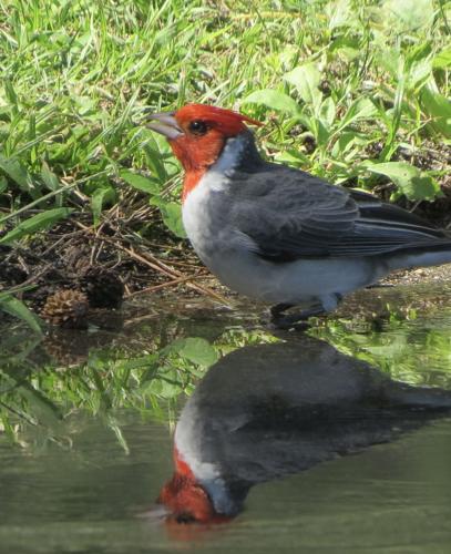 Red-crested cardinal | | berkshireeagle.com