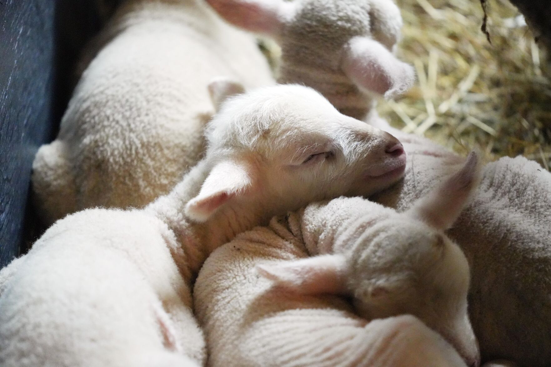 Hancock Shaker Village's Baby Animals Festival celebrates barnyard ...