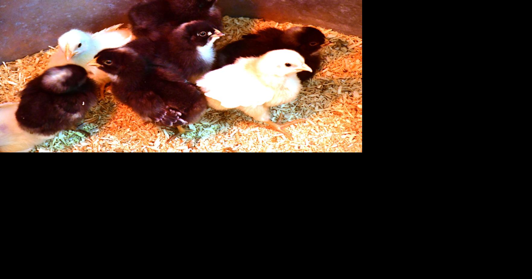 Baby chicks huddle together under a heat lamp | | berkshireeagle.com