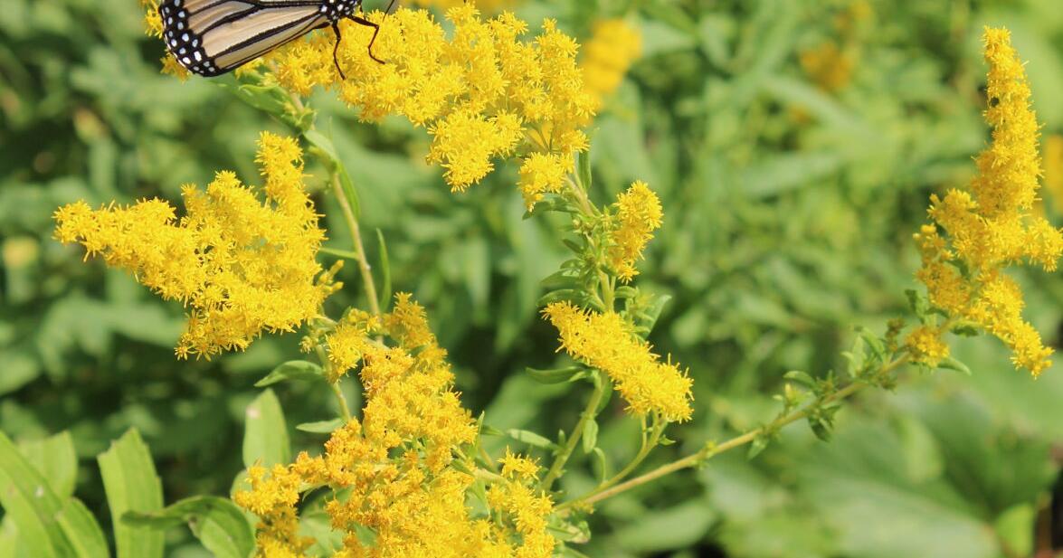 Goldenrod is in bloom in the Berkshires, providing food sources for ...