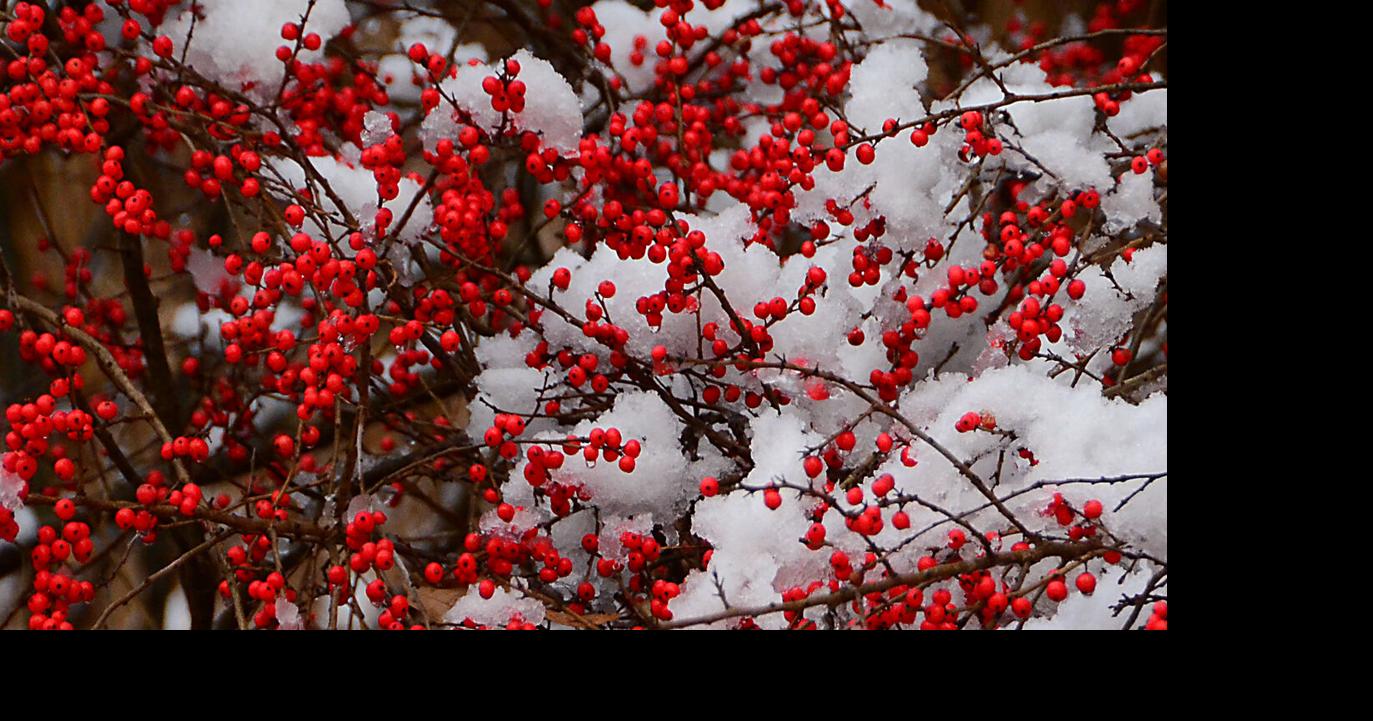 winterberry bush node