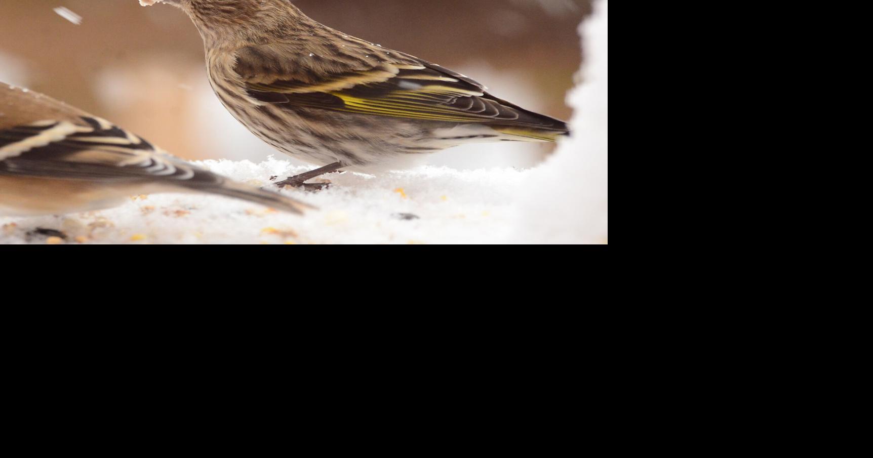 pine siskin call