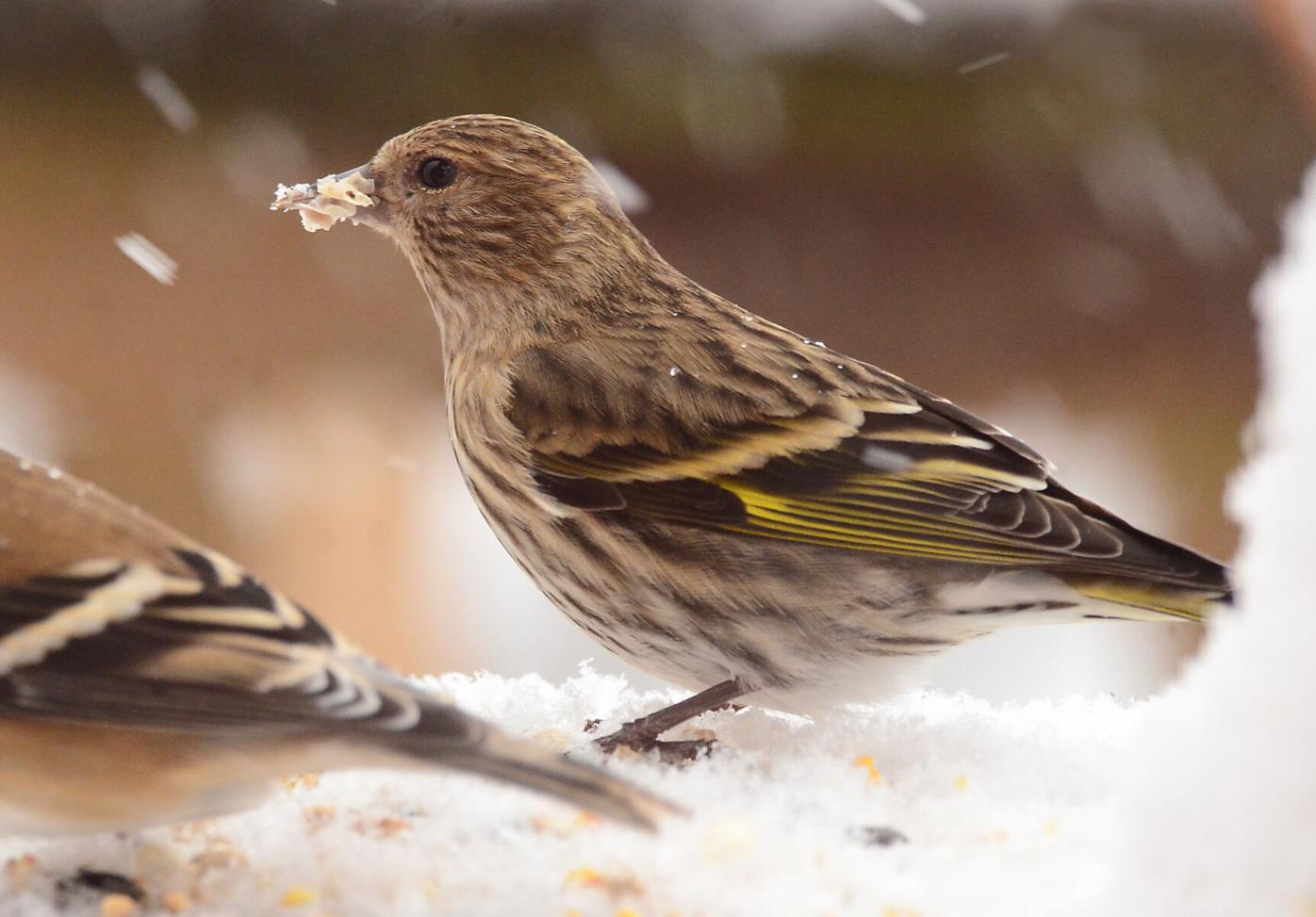 pine siskin