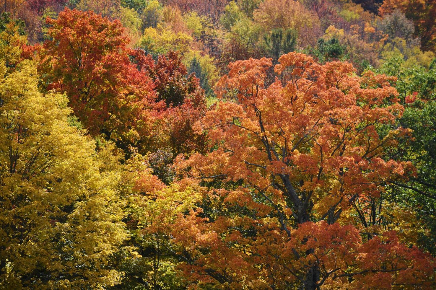 When is peak fall foliage in the Berkshires? Don't blink, you might ...
