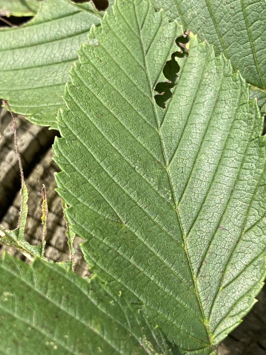 There's a new invasive insect gobbling up elm tree leaves in Berkshire ...