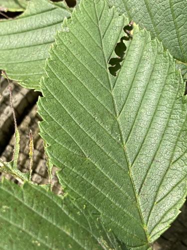 There's a new invasive insect gobbling up elm tree leaves in Berkshire ...