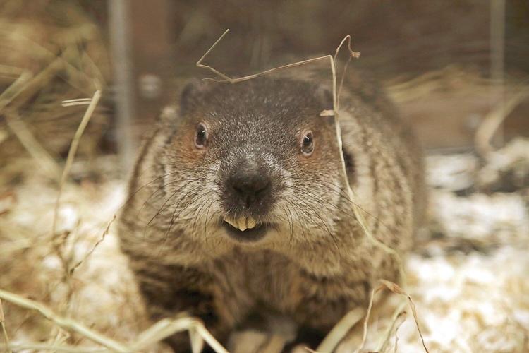 Thom Smith | NatureWatch: Did you know groundhog is part of squirrel ...