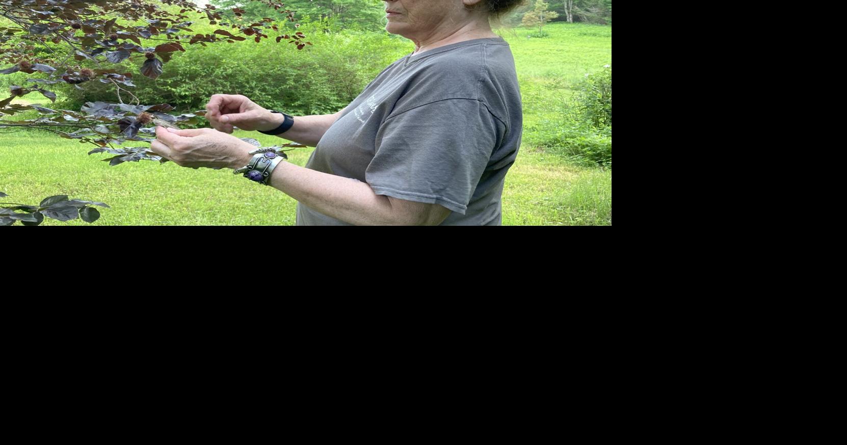 Beech leaf disease is scorching the leaves of Meredith Cochran's forest ...