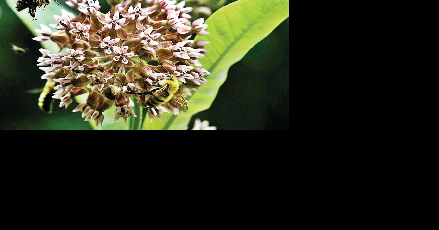 Thom Smith: Be on the lookout for arrival of the monarchs | Outdoors ...