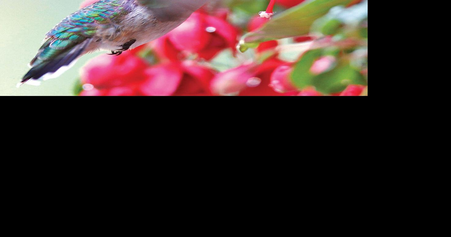 Thom Smith | NatureWatch: Your hummingbird questions answered ...