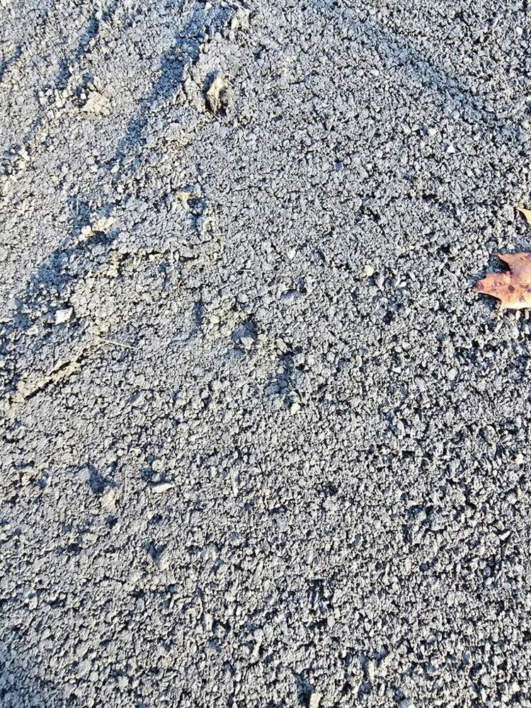 What made the tracks in a Goshen hunter's driveway? Not a mountain lion ...