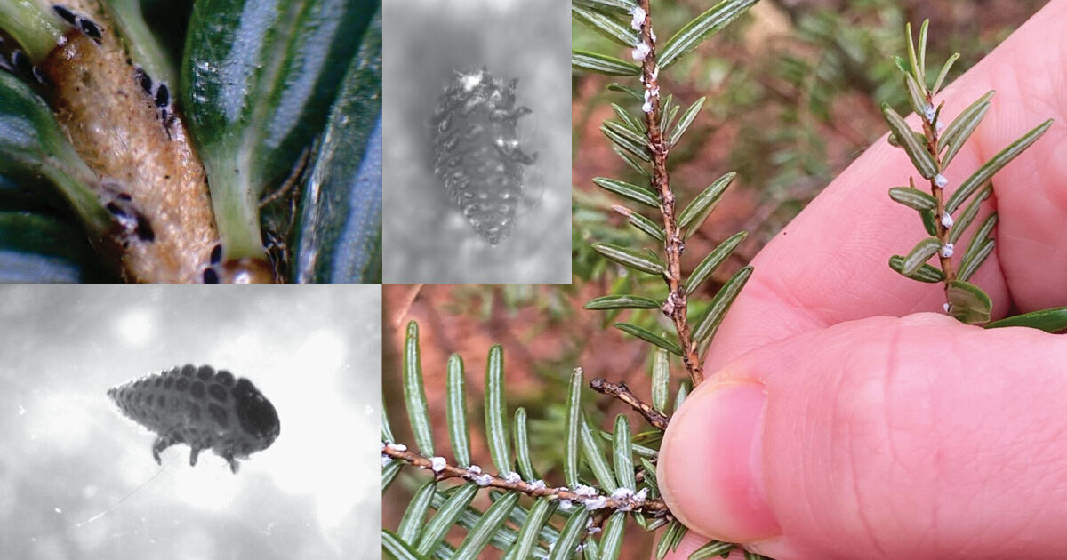 An invasive pest that attacks hemlocks got a big boost from the record ...