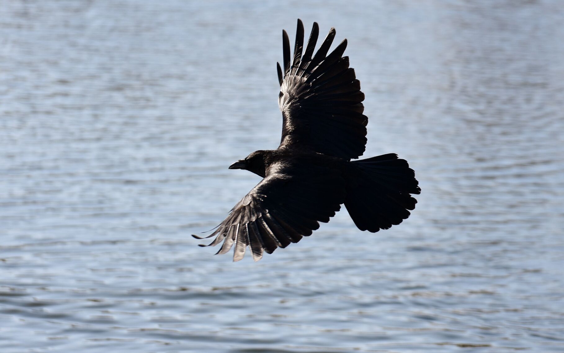 Is that magnificent, glossy, black bird in the sky a raven or a crow ...