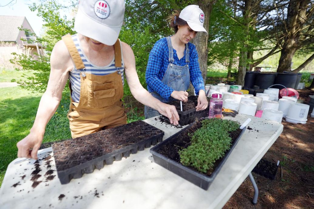 Nor O’Connor Mackenzie Shreve plant herb seedlings | | berkshireeagle.com