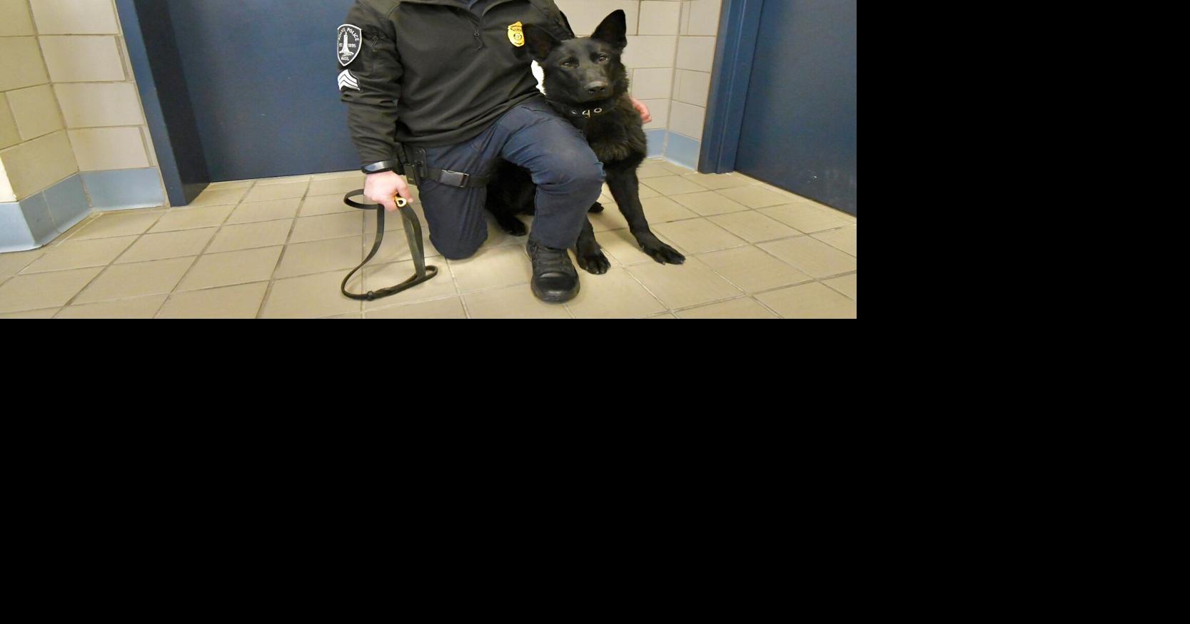 After a 10-year career, Adams Police dog Kumar soon to cede role to new ...