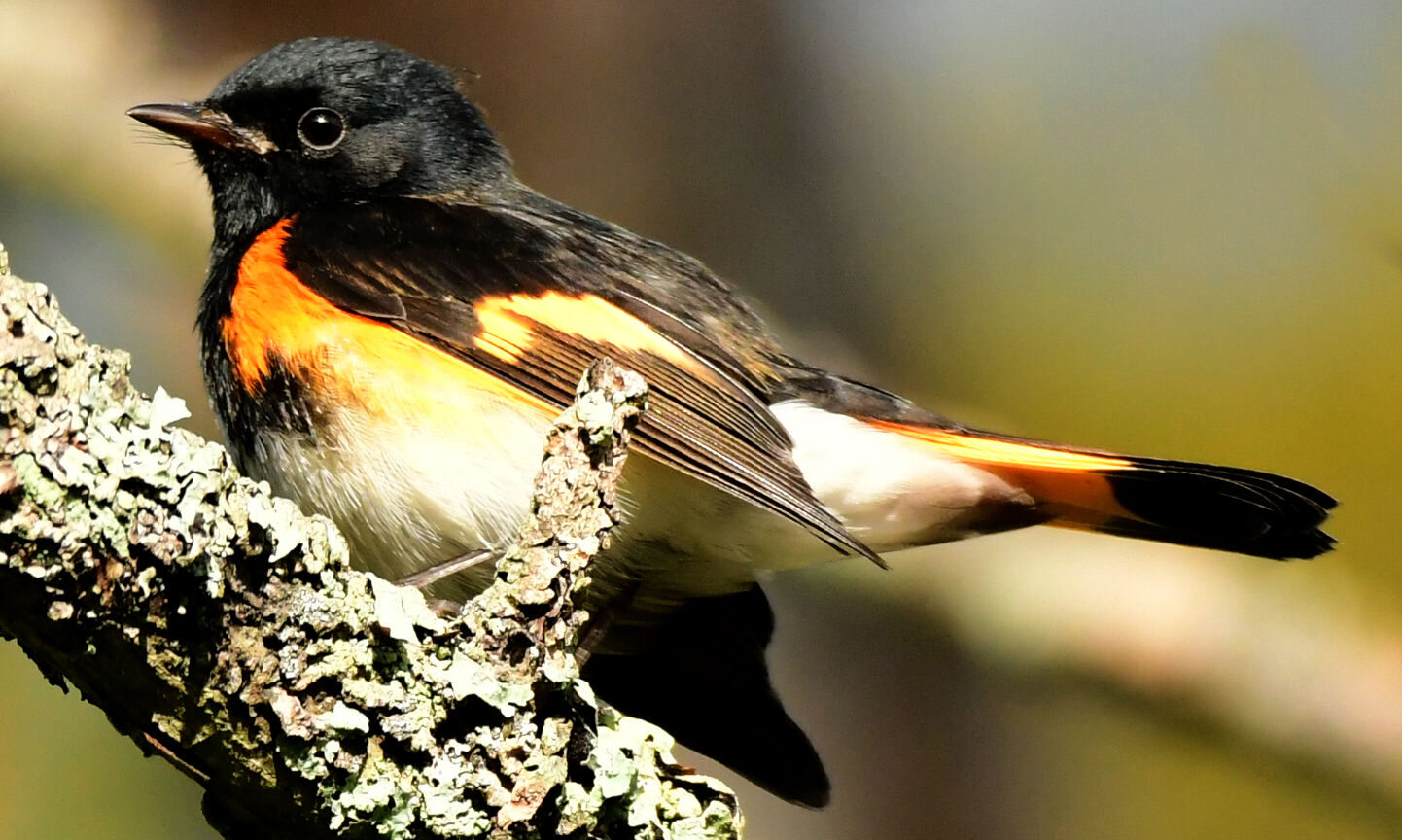 Adult male American redstarts flash black, white and orange in fall treetops | Arts and Culture ...
