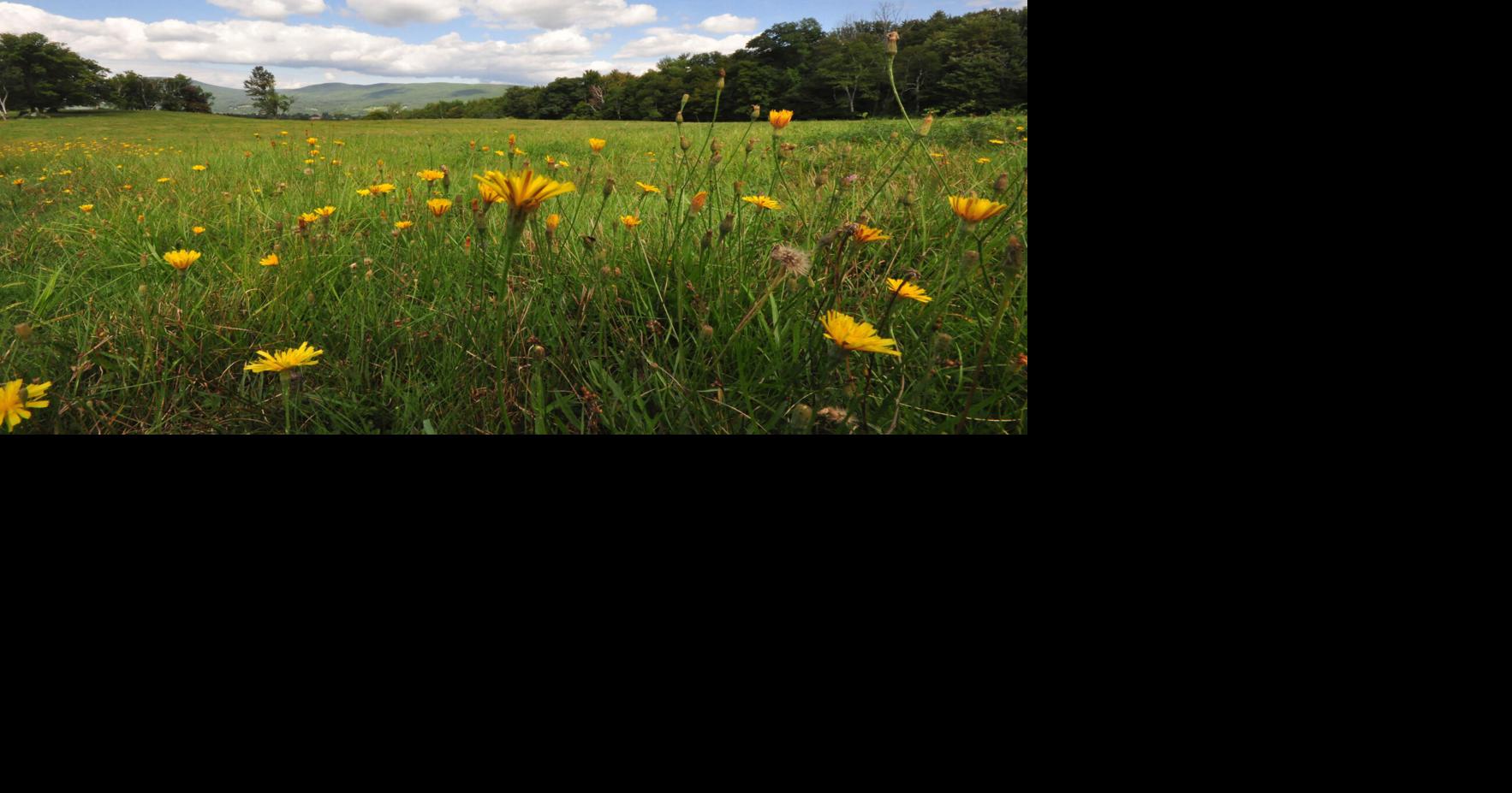 Interested in learning how to forage in the Berkshires? Join this free ...