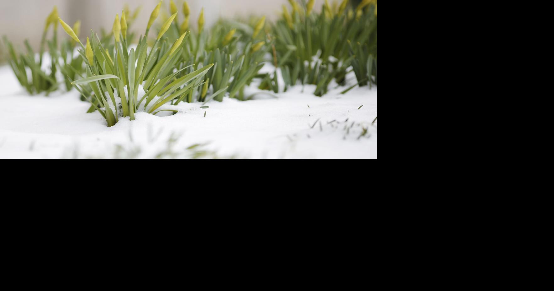 Allowing the emergence: This spring, reconnect with nature | Columnists ...