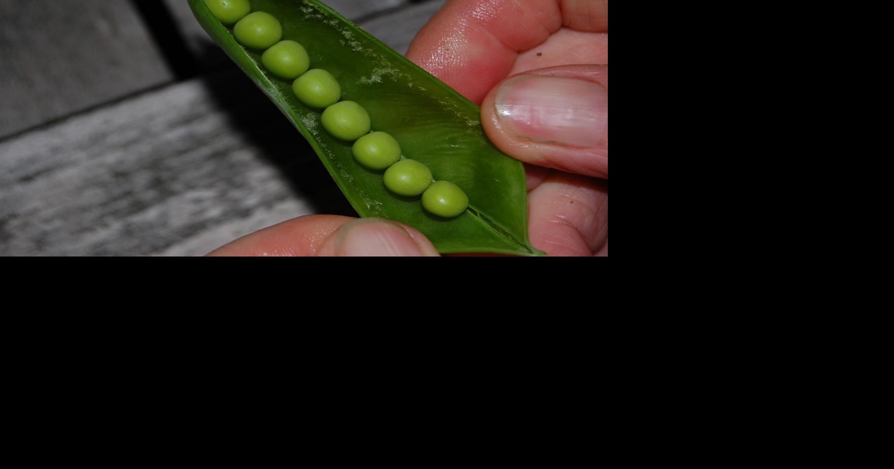 Ron Kujawski: Let the pea picking begin! | Arts and Culture ...