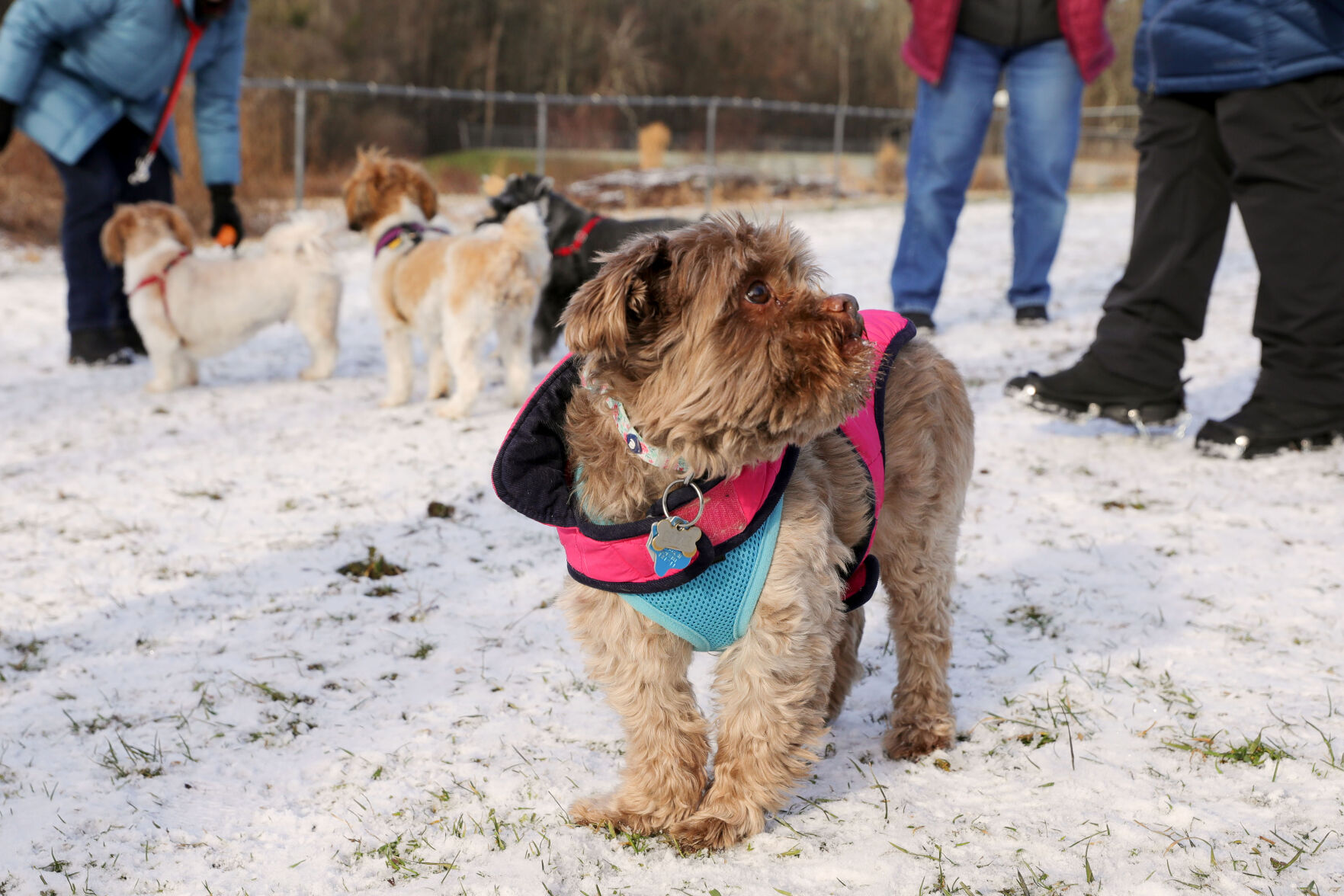 small dog looking up | | berkshireeagle.com