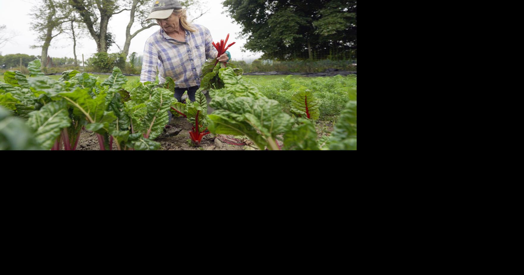 Photos: Harvest season at Indian Line Farm in South Egremont | Local ...