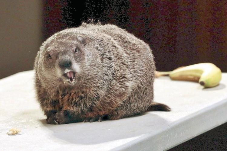 Thom Smith | NatureWatch: Does it matter if the groundhog see his ...
