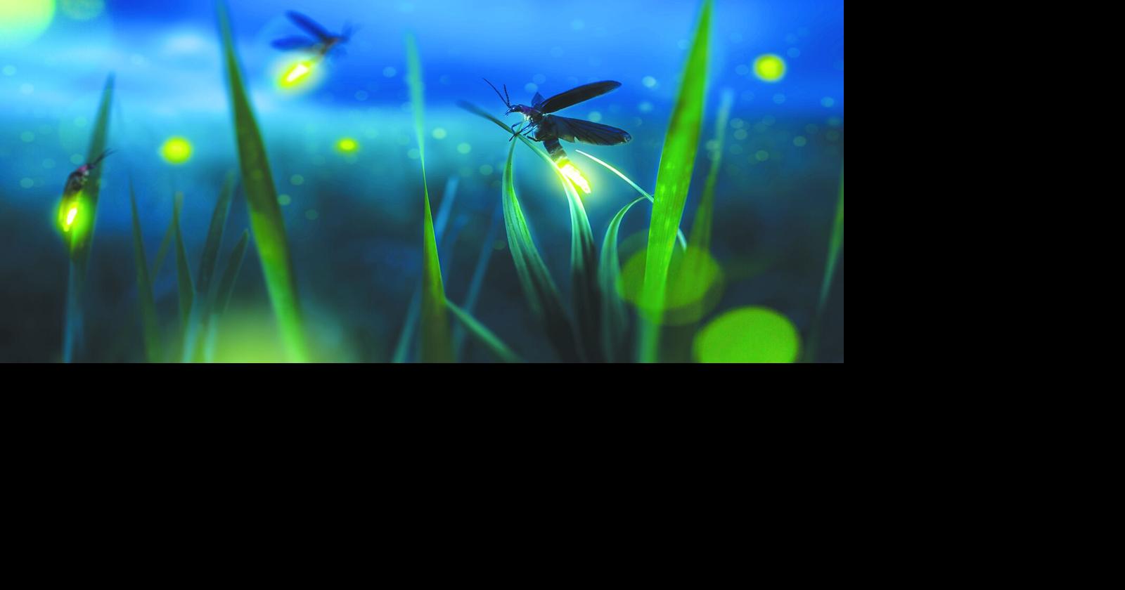 Discovering fireflies in nature and inviting them into your backyard ...