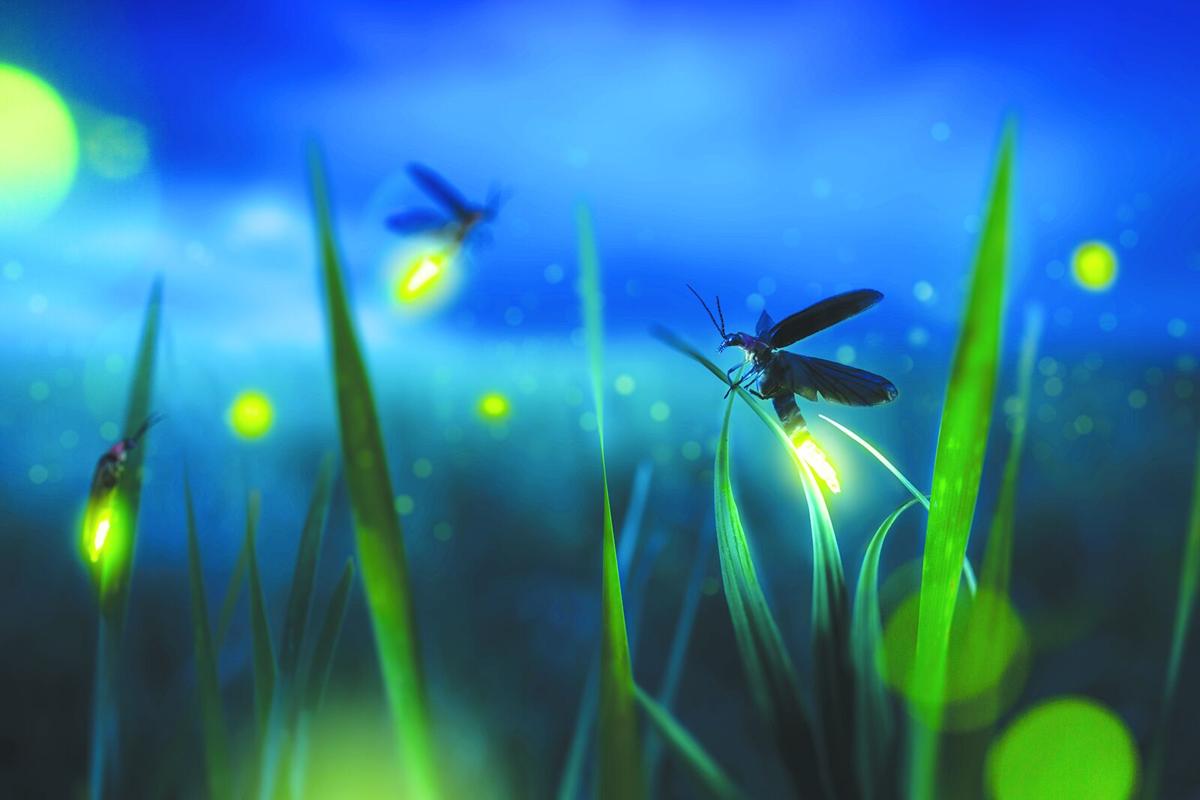 Discovering fireflies in nature and inviting them into your backyard ...