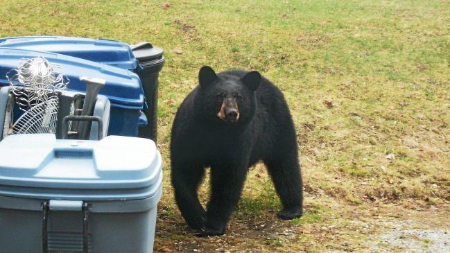 Black bears in Berkshires here for good, but you can stay safe ...