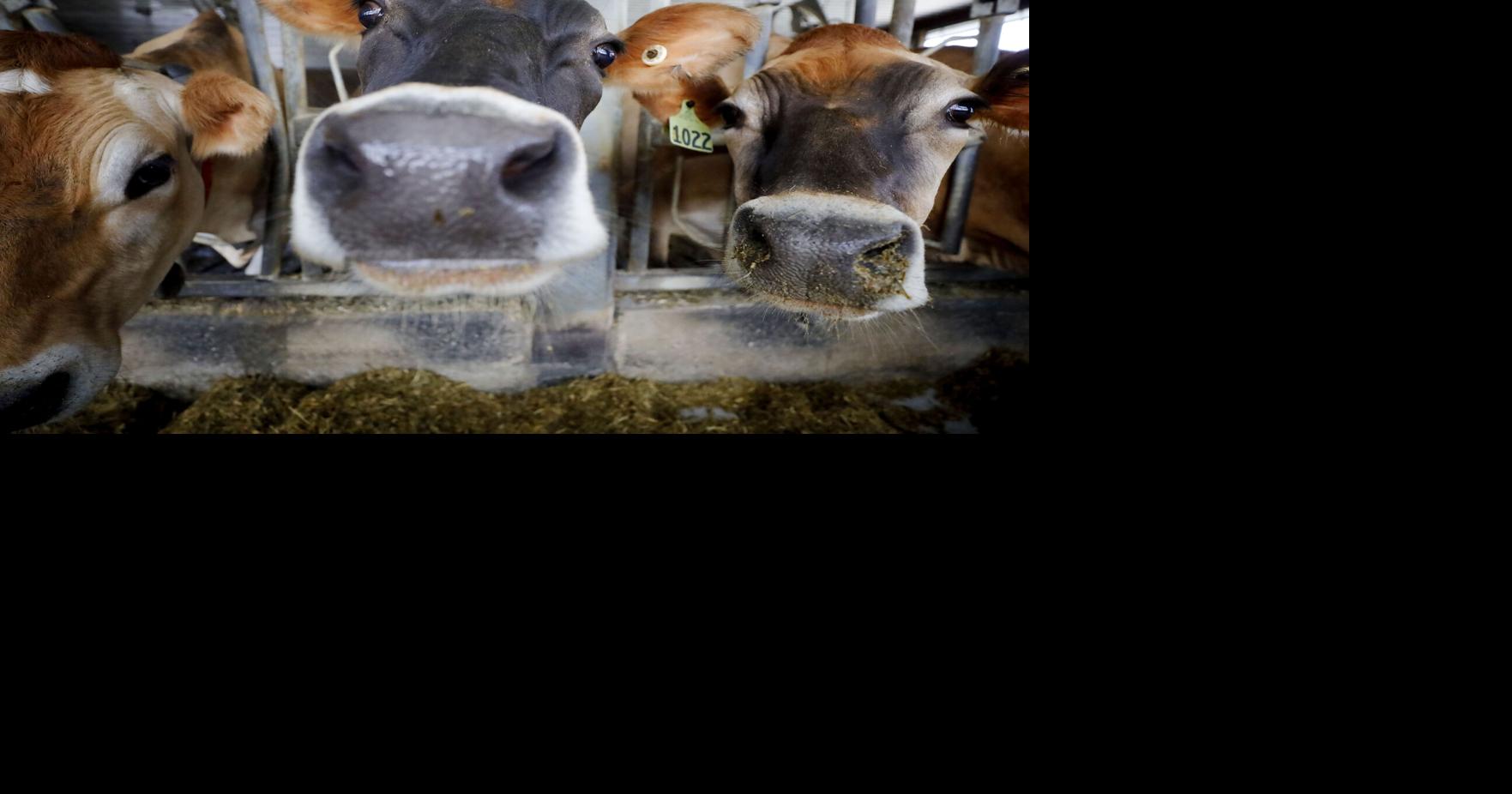 Photos: High Lawn Farm celebrates 100 years of production | Multimedia ...