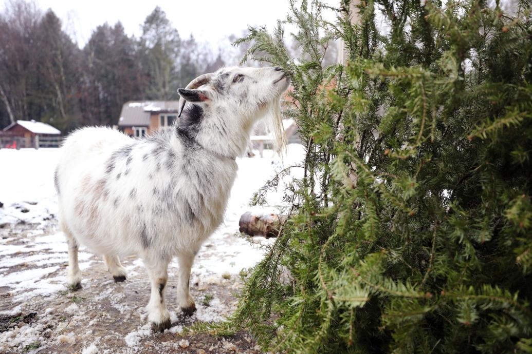 Nigerian dwarf goat eating Chritmas tree | | berkshireeagle.com