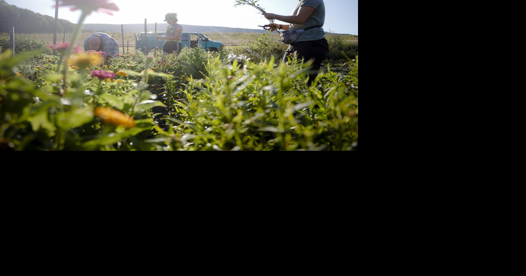Photos: A year in pictures at Full Well Farm in Adams | Multimedia ...