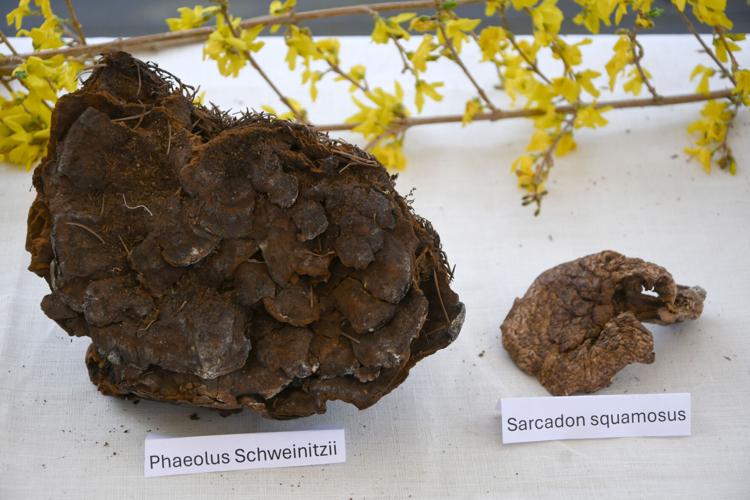 Photos: Sweetgrass Botanicals features Berkshires Mushroom Festival ...