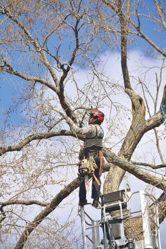 For Earth Day, King Elmer tree in Lanesborough gets royal treatment ...