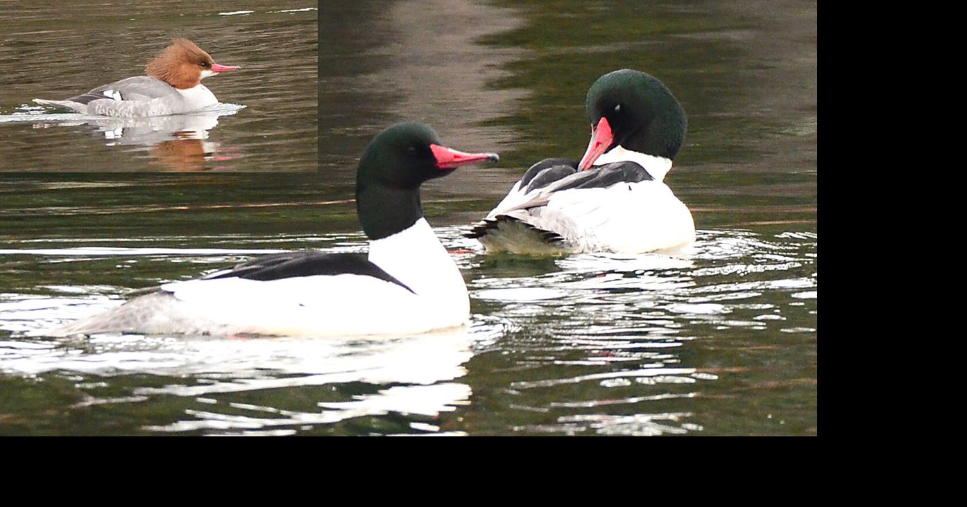 Common mergansers are easy to identify. No other duck has the same combination of blazing ...