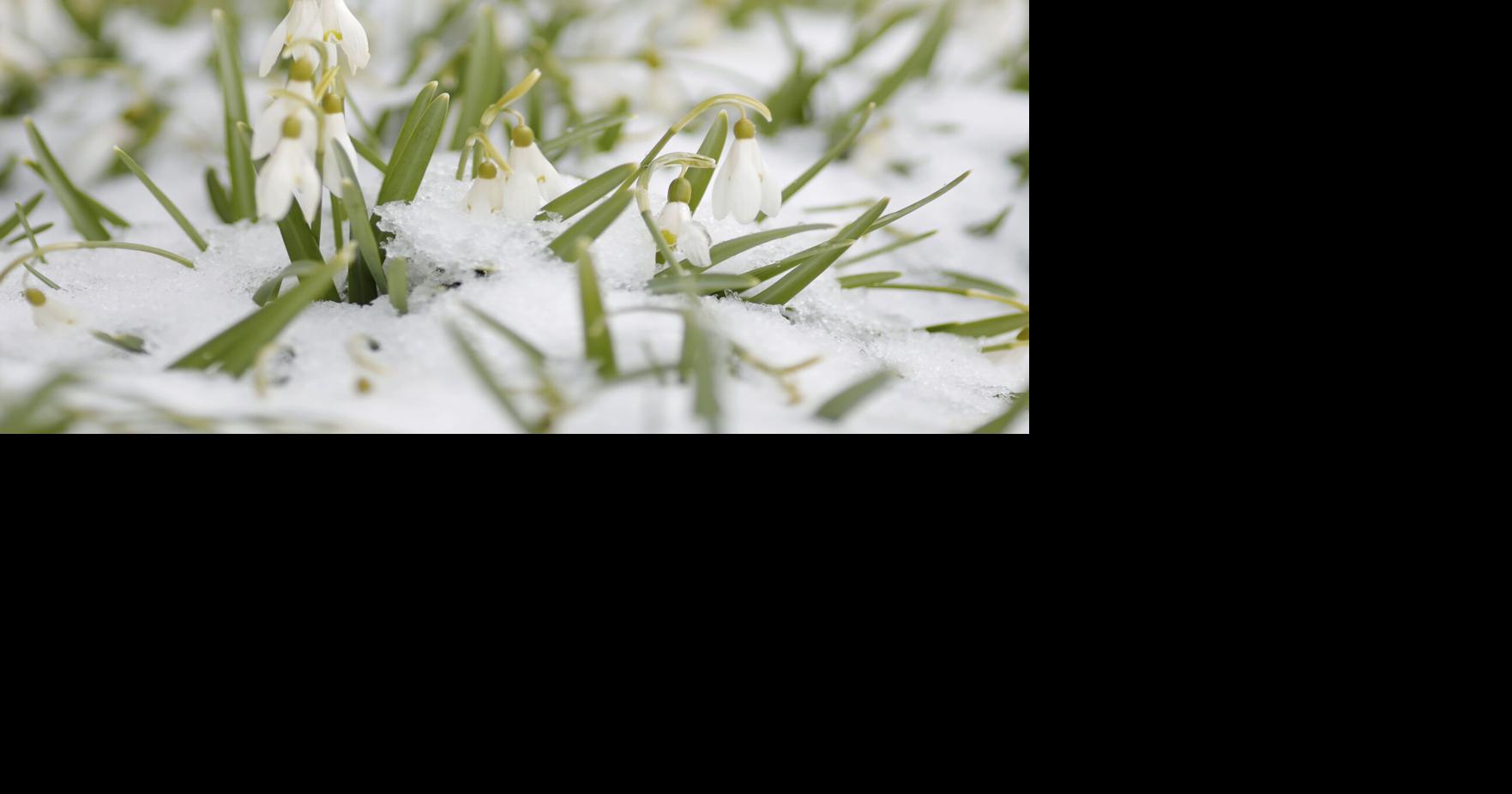 Green is the color of spring — and hope | Columnists | berkshireeagle.com