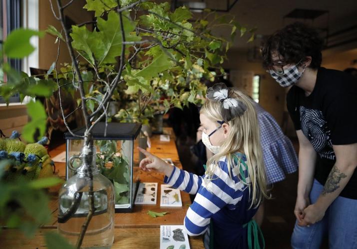 Photos: The Caterpillar Lab at Berkshire Botanical Garden | Multimedia ...