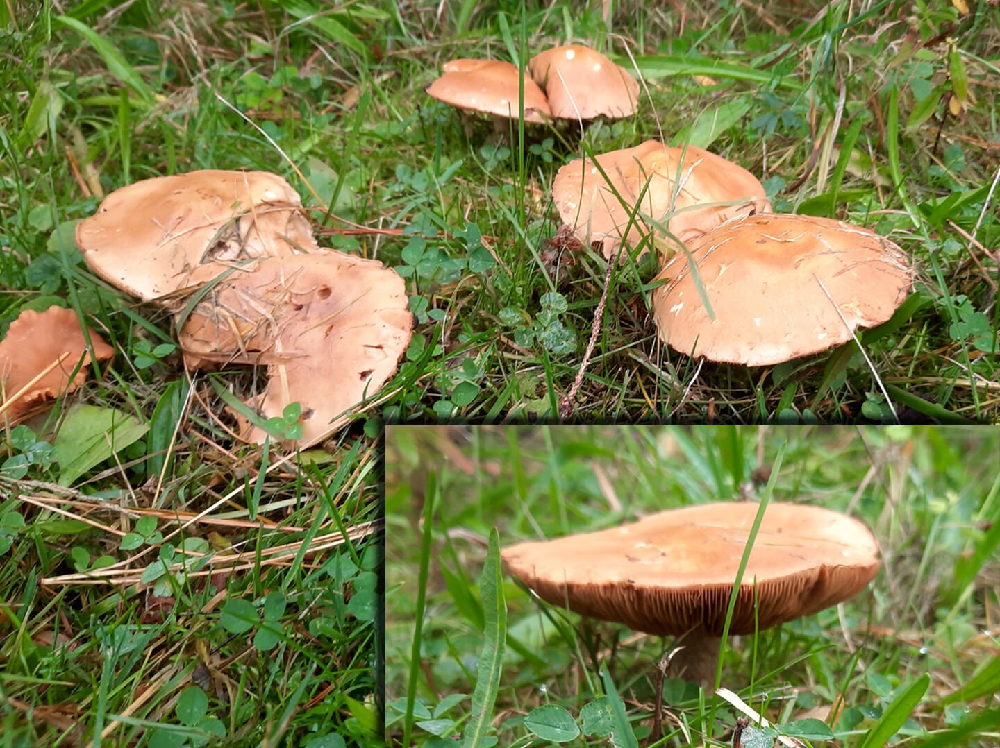 A touch of woodland magic: fairy ring mushrooms emerge after a rainy ...